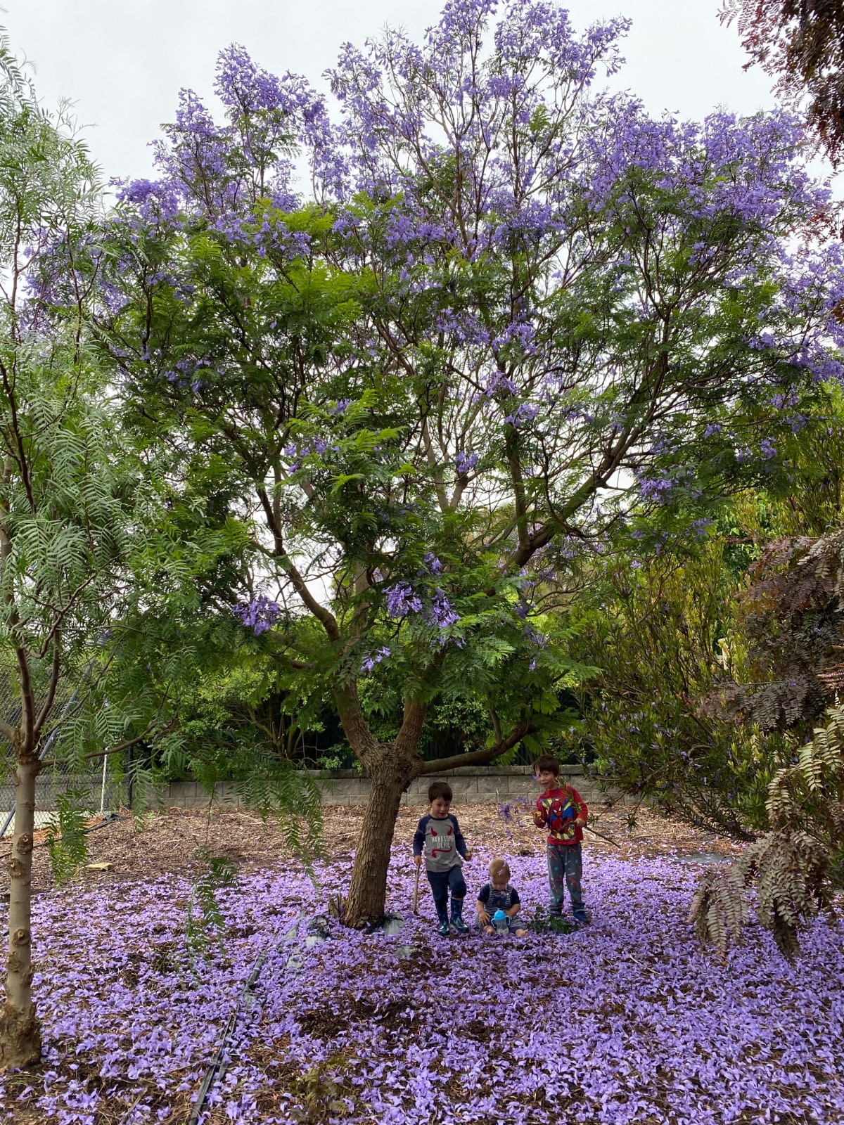 Babab Nyayl (children speaking up in traditional Wadawurrung language ...