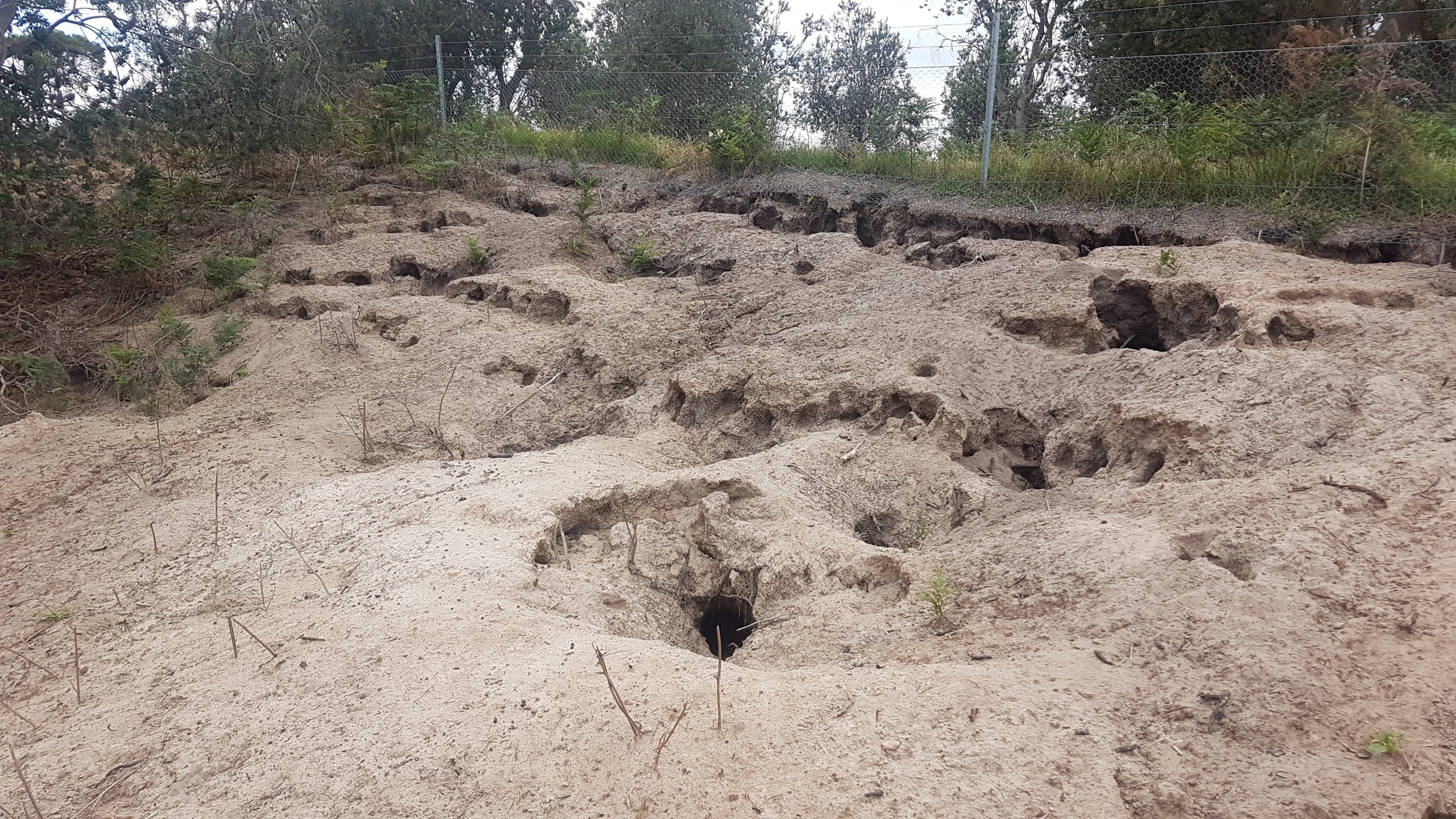 Rabbit Control Plan 2021-2026 | Rabbit Control Plan 2021-2026 | Have ...