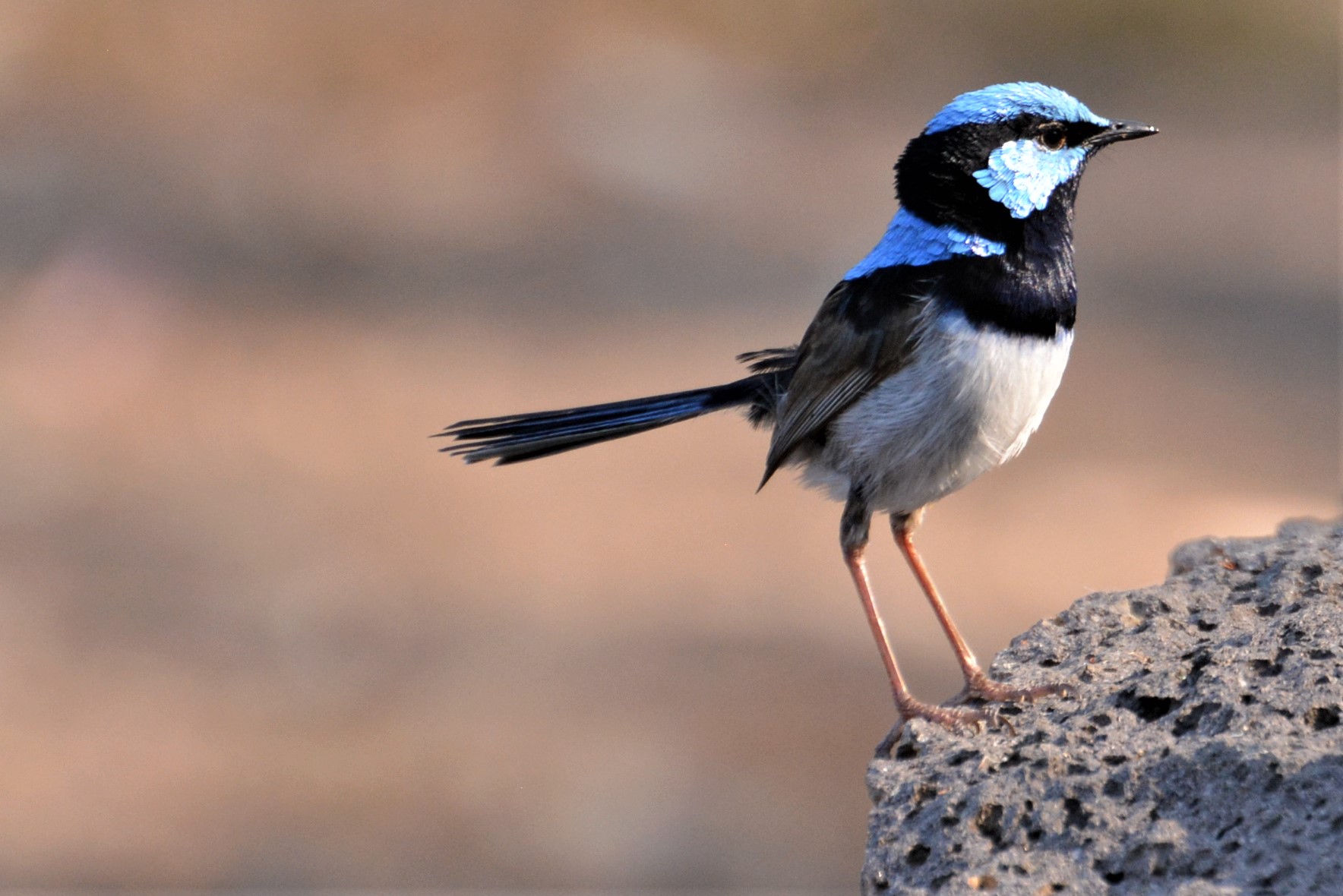 Nature Plan Survey | Geelong's Plan for Nature | Have Your Say