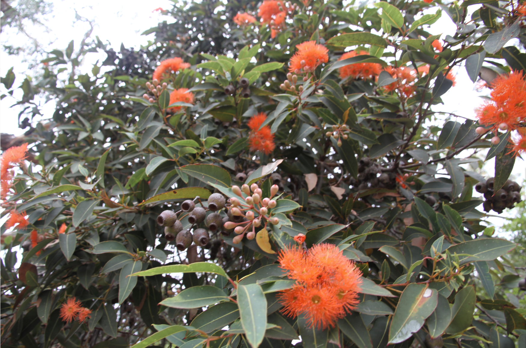 Exploring Tree Protections on Private Land FAQs | Exploring tree protection on private land ...